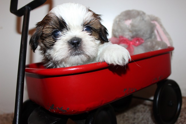 Home - Rocky Mountain Shih Tzus