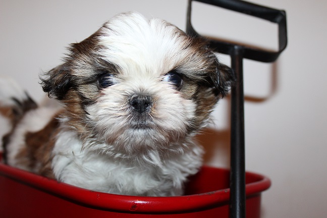 Home - Rocky Mountain Shih Tzus