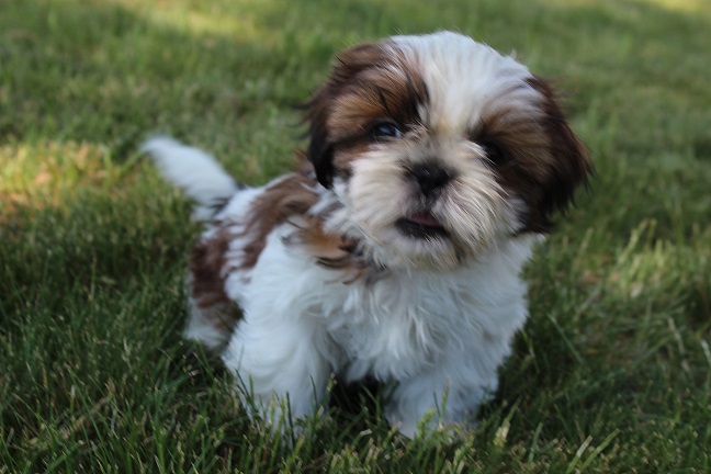 Puppies - Rocky Mountain Shih Tzus