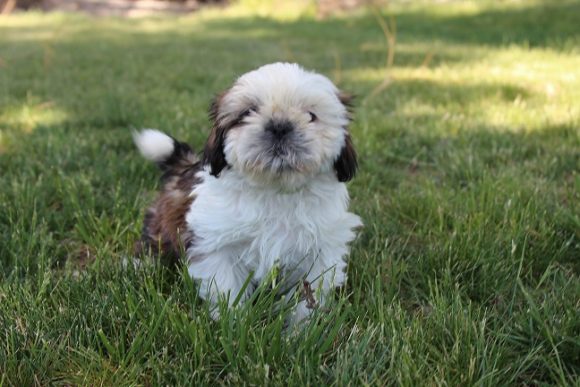Puppies - Rocky Mountain Shih Tzus