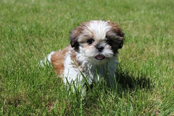 Puppies - Rocky Mountain Shih Tzus