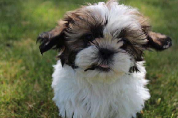 Puppies - Rocky Mountain Shih Tzus
