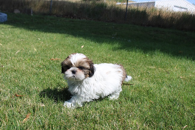 Home - Rocky Mountain Shih Tzus